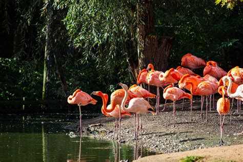 Understanding Deep Neural Networks From First Principles Logistic Regression By James Issac