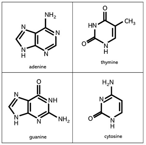 What Is Specific Base Pairing In Nucleotide Bases Of Dna Quizlet
