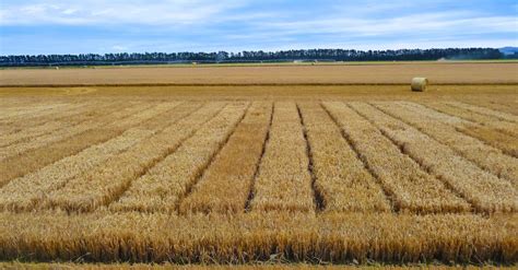 Simplifying Spatial Variation In Experimental Design Vsni