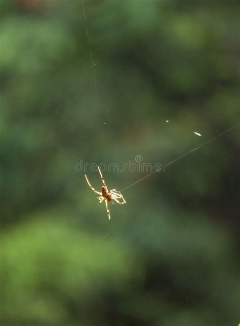 A Tropical Tent Web Spider Stock Image Image Of Portrait 254410579