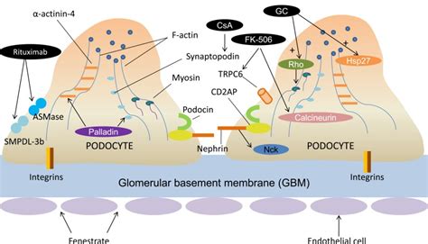 Molecullar Overview Of Glomerular Filtration Barrier The Glomerulus Download Scientific