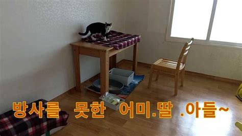 비가내리고 날씨가 추워서 방사 기회를~ Youtube