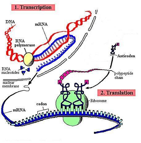 Protein Synthesis Review Questions Flashcards Quizlet