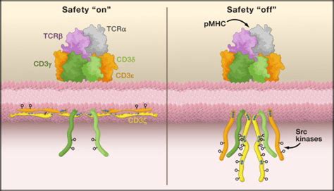 The Safety On The Tcr Trigger Cell
