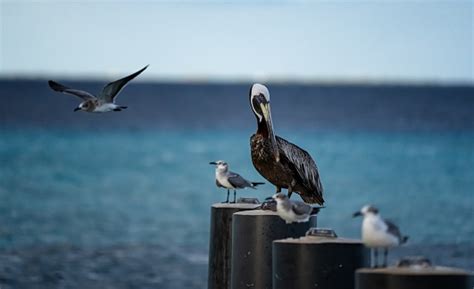 갈색 펠리컨은 배경에 푸른 바다가 있는 부두에 서 있습니다 0명에 대한 스톡 사진 및 기타 이미지 0명 갈매기 경관 Istock