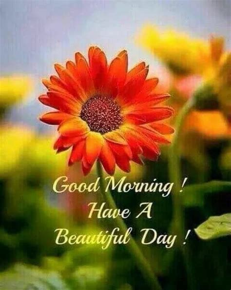 28 Amazing Good Morning Quotes And Wishes With Beautiful Images