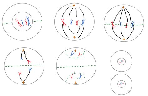 Mitosis Stages Diagram Quizlet