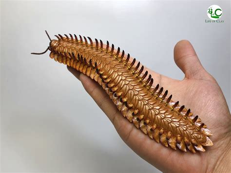 Best Arthropleura Posts Reddit