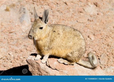 Southern Viscacha Lagidium Looks Like A Crossing Of Hare And