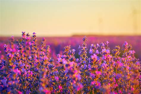 석양에 밝은 라벤더 밭 풍력 터빈 어떤 디자인에 대 한 이상적인 밝은 추상적 인 배경 디자인을 위한 기본 배경 0명에 대한 스톡 사진 및 기타 이미지 Istock