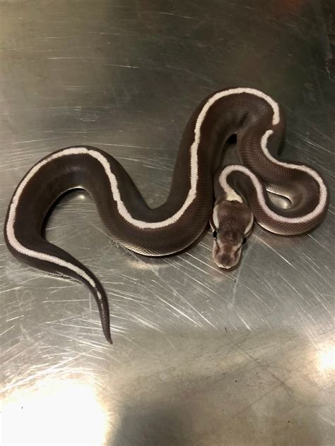 Super Ghi Leopard Mojave Het Clown Ball Python By Ev Reptiles Morphmarket