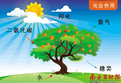 植物光合作用图解 植物呼吸作用 植物光合作用简图 大山谷图库