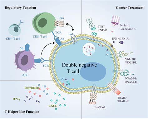 Frontiers Cd3cd4 Cd8 Double Negative T Cells In Inflammation Immune Disorders And Cancer