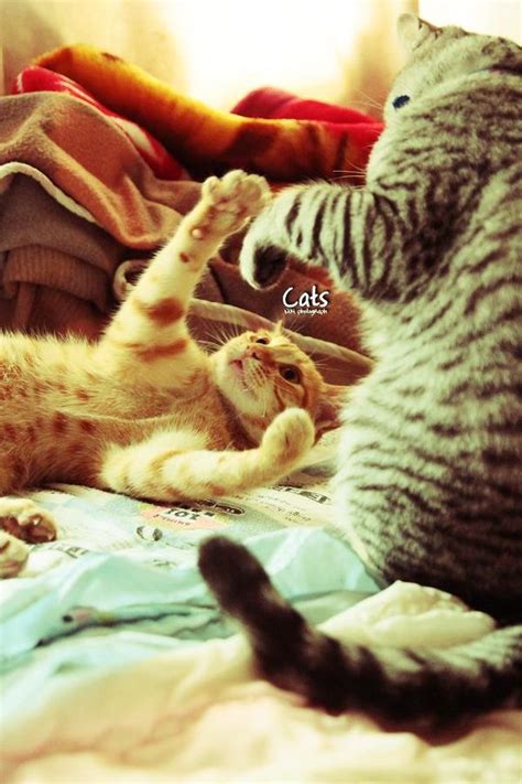 玩耍中 致 人類最好的朋友 為「牠」拍出真摯情感 Digiphoto