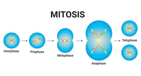 รูปภาพmetaphase เลือกดูภาพถ่ายสต็อก เวกเตอร์ และวิดีโอ1 157 Adobe Stock