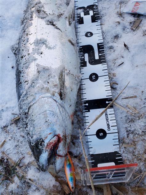 釣りドク さんの 2023年01月27日のサクラマスの釣り釣果情報 宮城県 北上川 アングラーズ 釣果600万件の魚釣り情報サイト