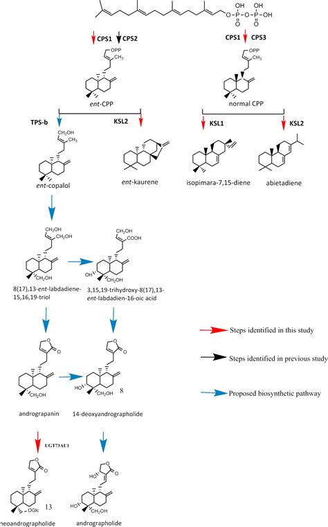 The Genome Of The Medicinal Plant Andrographis Paniculata Provides Insight Into The Biosynthesis