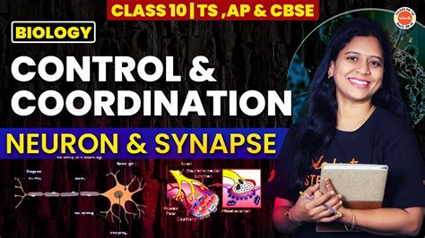 Control And Coordination Neuron And Synapse Class 10 Ts Ap And Cbse