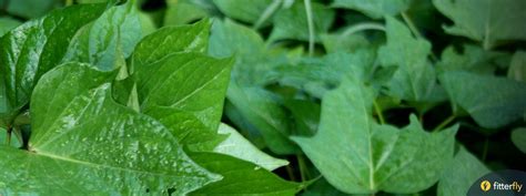 Wonders Of Ipomoea Leaves Sweet Potato Leaves Fitterfly