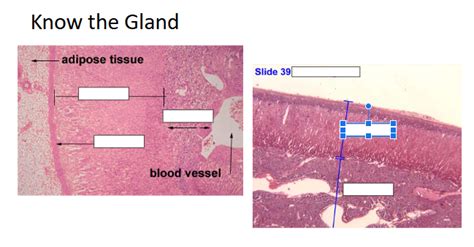 Adrenal Gland Slide Diagram Quizlet