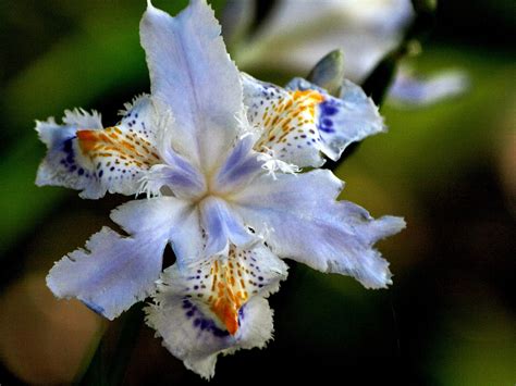 Planta Plantas Con Flores Foto Gratis En Pixabay Pixabay