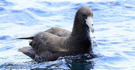 Aves De Argentina Imágenes De Macronectes Giganteus