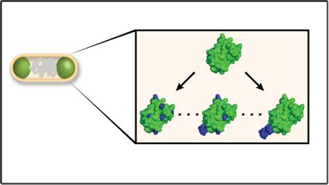 Intracellular Phase Separation Of Globular Proteins Facilitated By