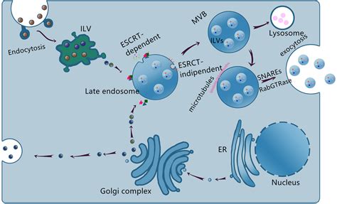 Schematic Representation Of Exosome Biogenesis Sorting And Release