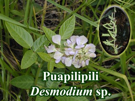 Desmodium Spp Earth Medicine Institute