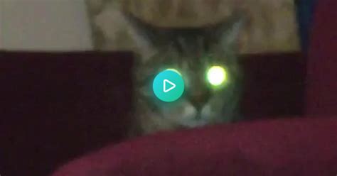 Potato Laser Cat Album On Imgur