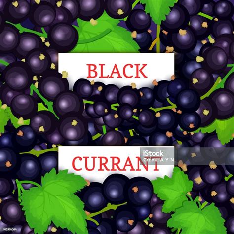 블랙 베리 배경에 2 개의 흰색 사각형 레이블입니다 벡터 카드 그림입니다 검은 건포도 과일과 나뭇잎 포장 디자인 주스 잼 아이스크림 스무디 해독 화장품 차 0명에 대한 스톡