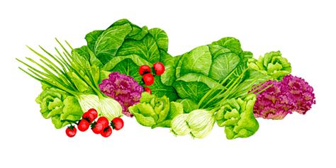 신선한 야채의 구성 양배추 양파 양상추 토마토 정원 가꾸기 수확 건강한 식생활 바이오 제품 조리법 재료 메뉴를 주제로 한 수채화 구성 개체 그룹에 대한 스톡 벡터 아트 및