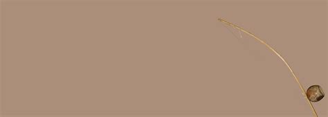 Berimbau 8dio Ethnic Percussion Instrument For Kontakt Vst Au Aax