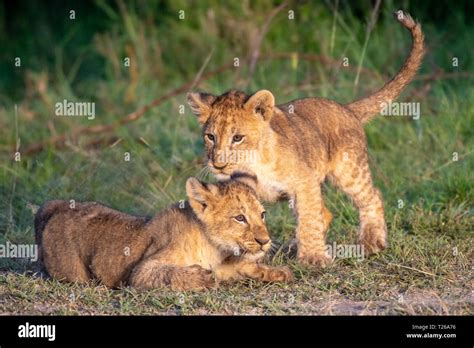 Lion Cubs Panthera Leo Playing In Maasai Mara National Park Kenya