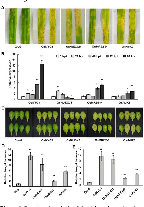 Figure 1 From An Agrobacterium Mediated Transient Expression Method For