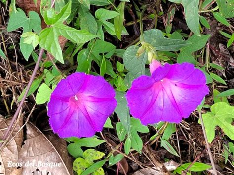 Ipomoea Indica Ecos Del Bosque