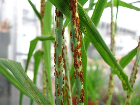 Stem Rust On Wheat Caused By Puccinia Graminis F Sp Tritici Agricultural Science Agronomy