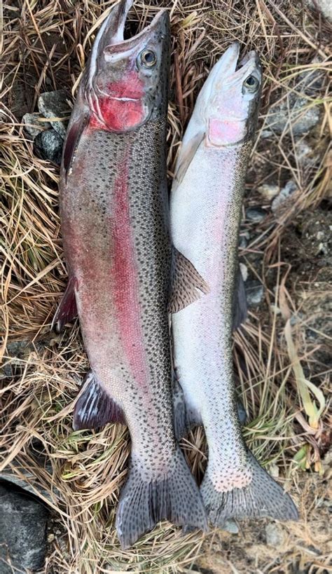 Rainbow Trout Or Steelhead Rtroutfishing
