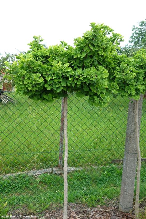 Ginkgo Biloba Troll Dwarf Maidenhair Tree Standard Tree Havliscz