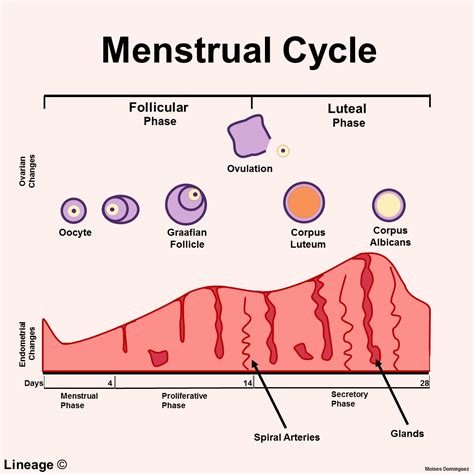 Ovarian Cycle Follicular Phase