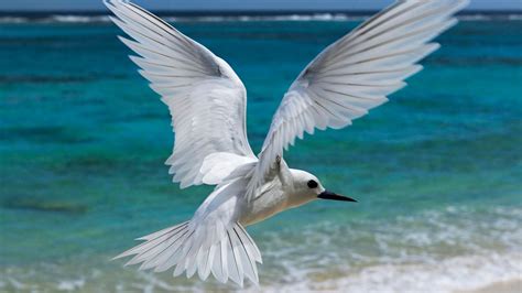 Flying White Tern Midway Hawaiian Birds Photography Wallpaper Preview