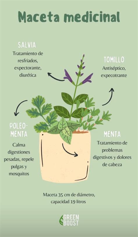 Yerba Buena Plant Mexican Herbal Remedies Herbs In Spanish Ideas
