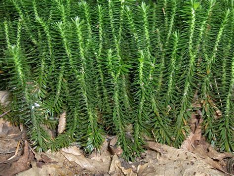 Shining Club Moss Homer Edward Price Flickr