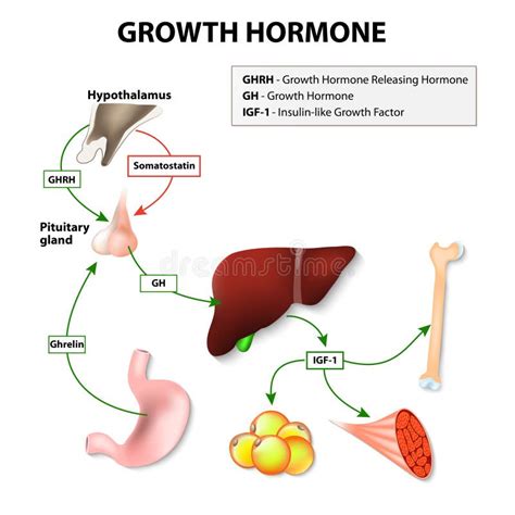 Human Growth Hormone Stock Vector Image 59135107