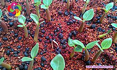 Seed Sowing Technique