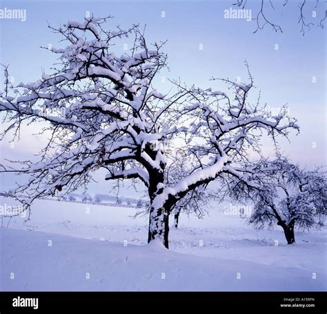 Cherry Tree In Winter Hi Res Stock Photography And Images Alamy