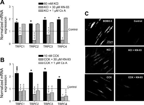 Intracellular Pathways Activated By Kcl And Cck To Enhance Trpc Gene