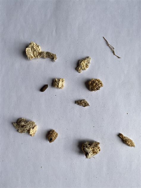 Maize Cgs Object Detection Dataset By Maizesepcol