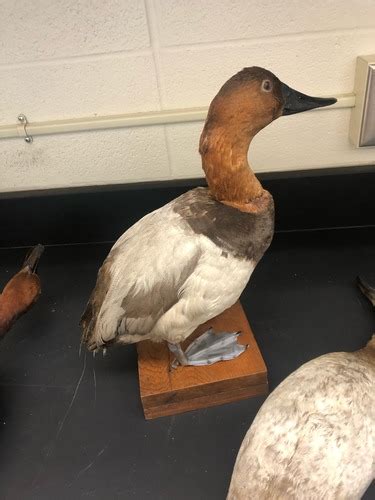 Ornithology Quiz 1 Flashcards Quizlet