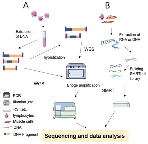 Next Generation Sequencing Technologies And Neurogenetic Diseases